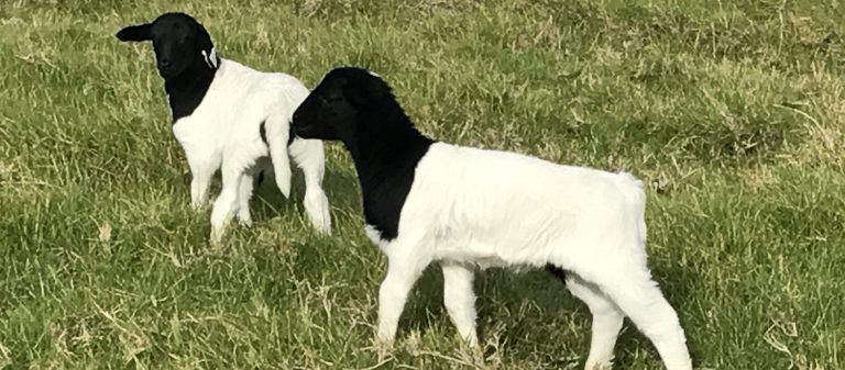 Hawaii Sheep and Goat Association – Events on all islands this year ...